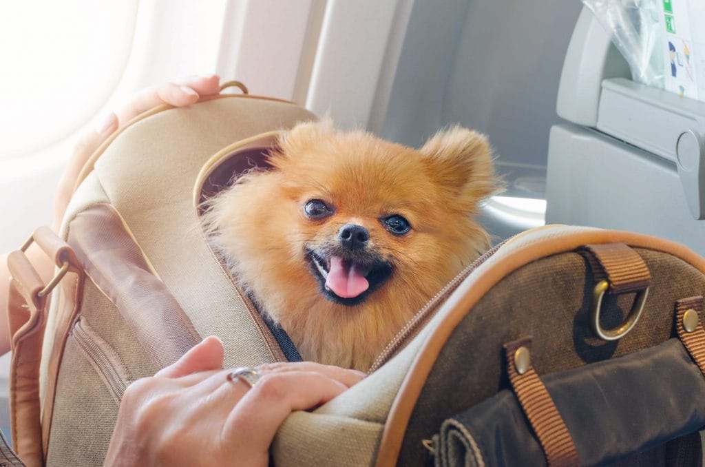 How to Fly Private With Your Dog