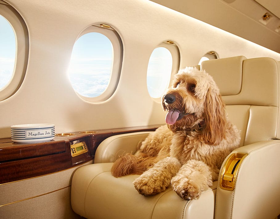 How to Fly Private With Your Dog