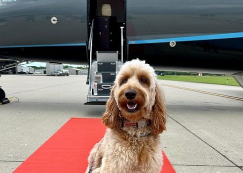 Pet-Friendly Private Jet Travel | Fly with Pets | Magellan Jets